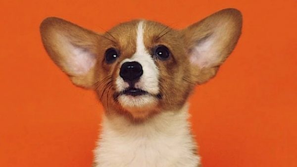 Dog Anxiety - Monologue Blogger